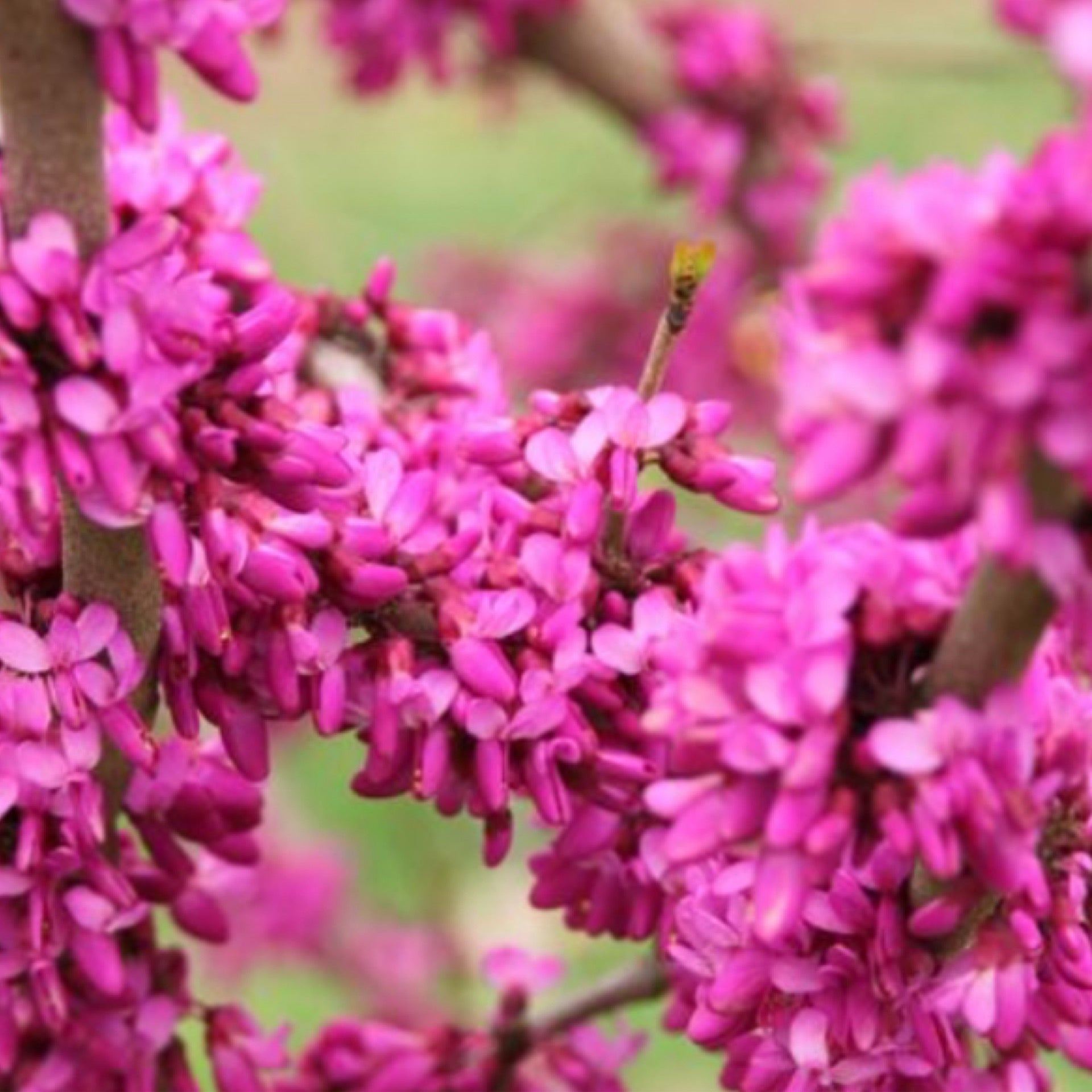 Cercis Canadensis 'Northern Herald’. (7-gallon) | Pratt Family Greenhouse