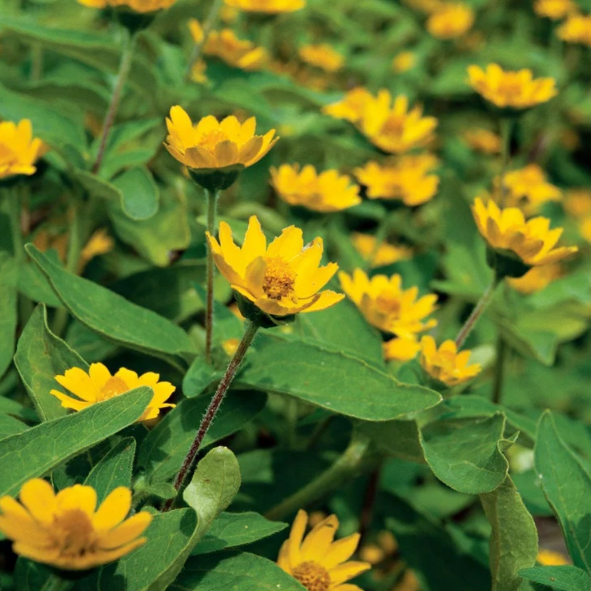Melampodium Jackpot Gold | Pratt Family Greenhouse