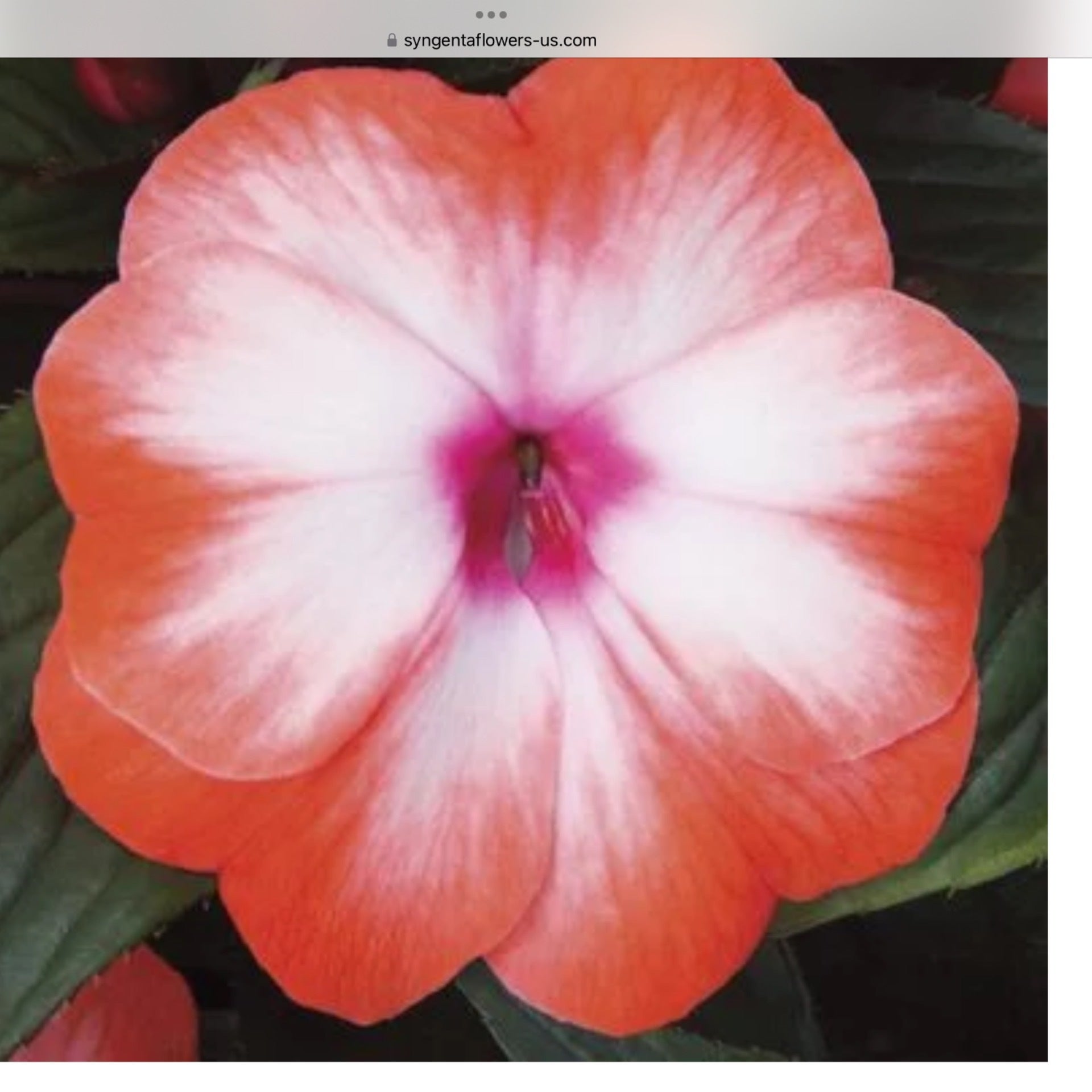 Impatiens New Guinea Supersonic Orange Ice | Pratt Family Greenhouse