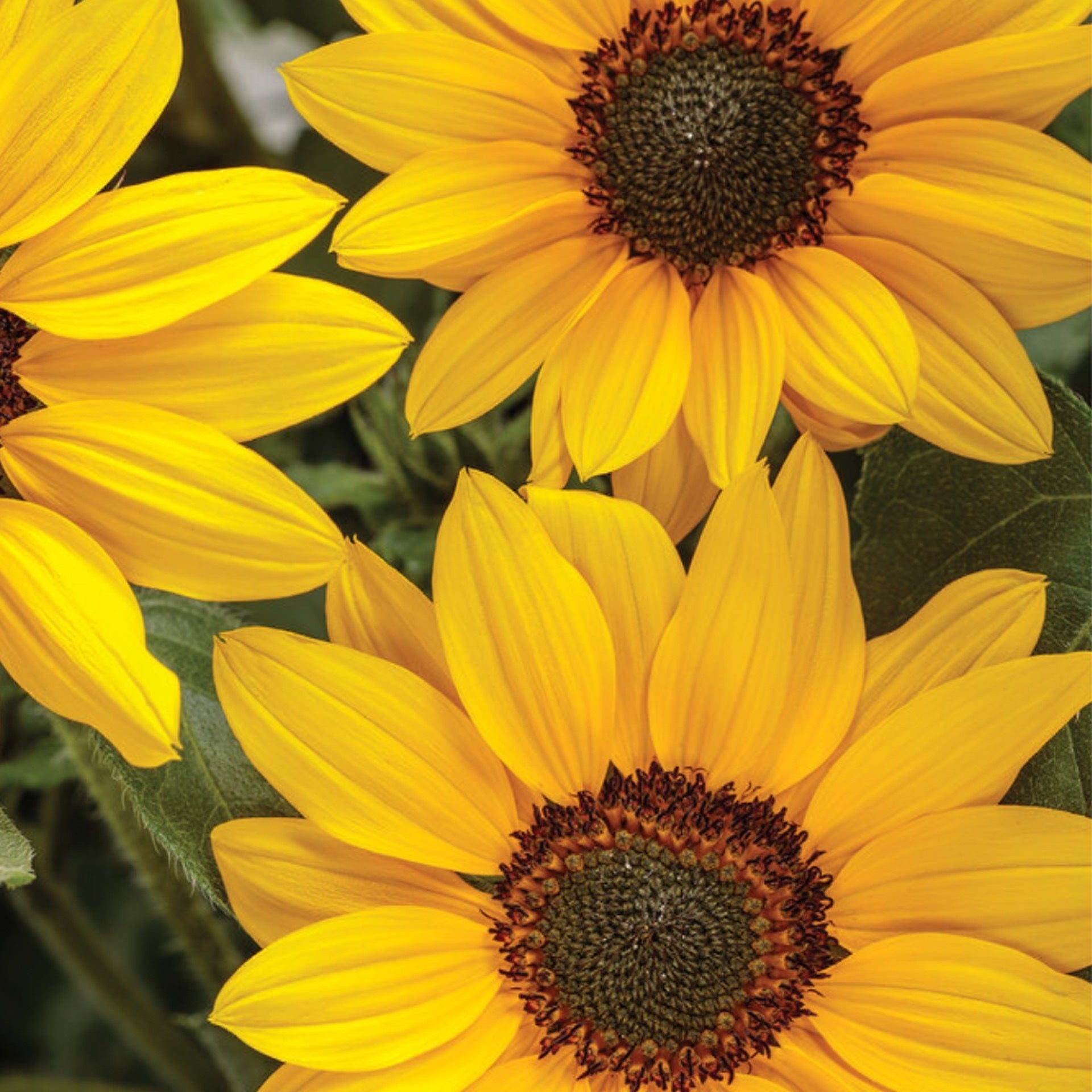 Helianthus Yellow Suncredible | Pratt Family Greenhouse