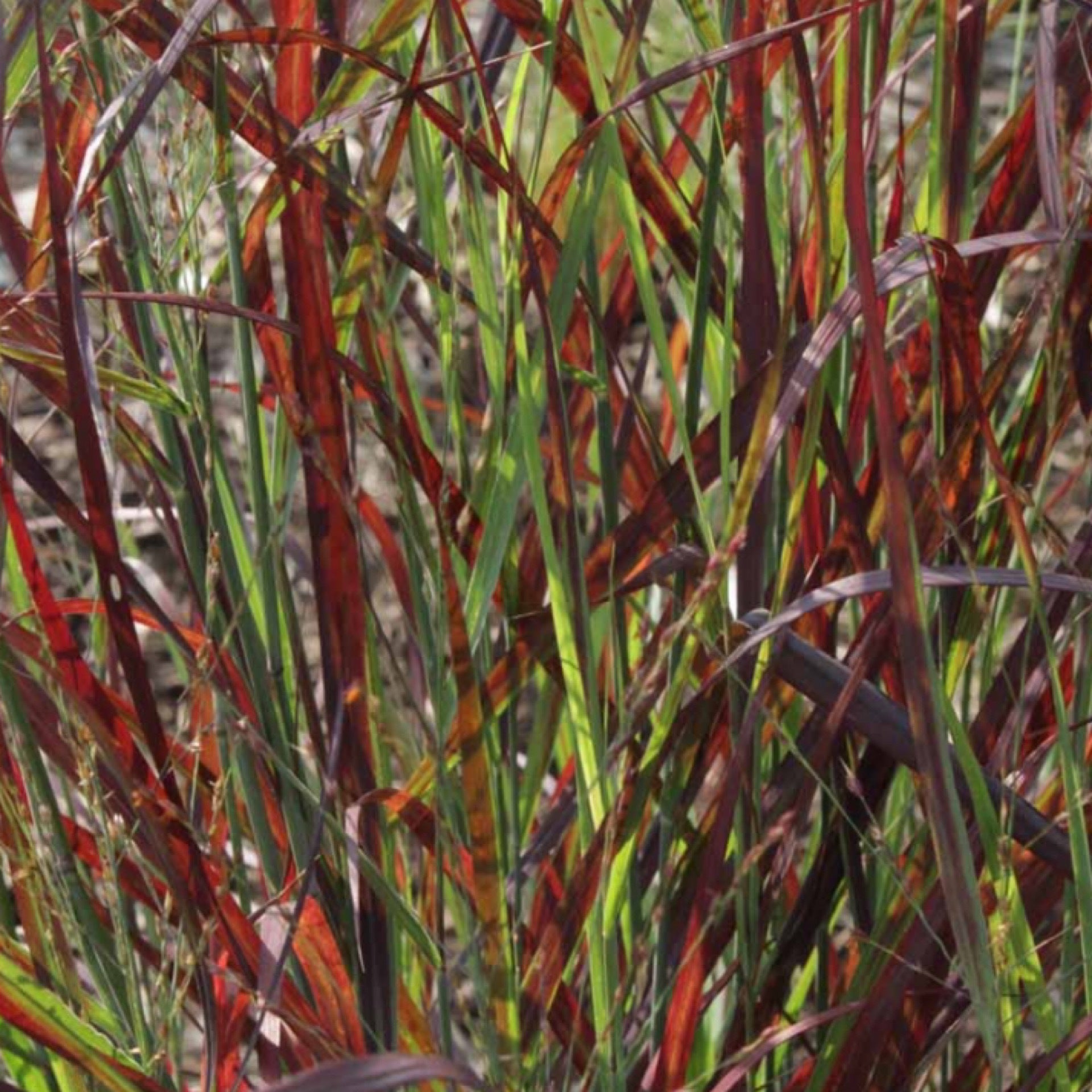Grass Paniculata Hot Rod | Pratt Family Greenhouse