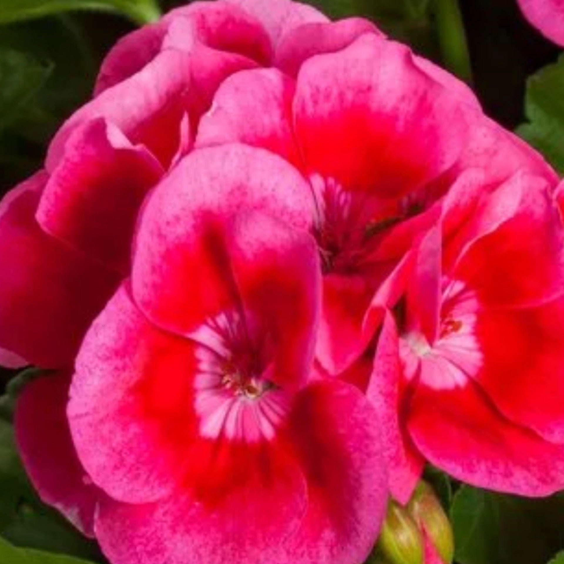 Geranium Calliope Medium Rose Mega Splash | Pratt Family Greenhouse